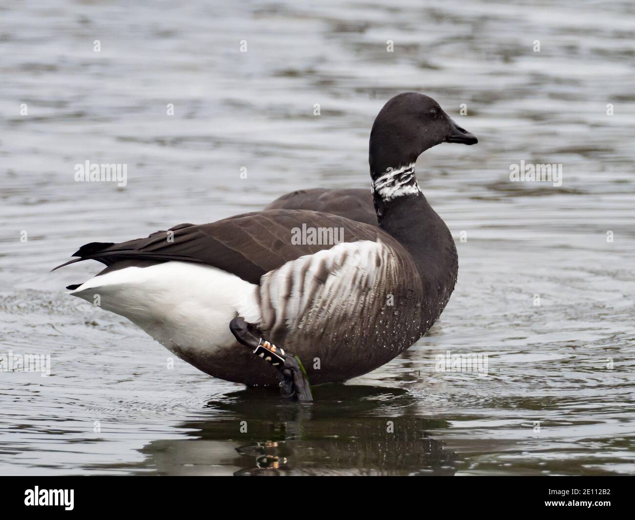 Brant goose hi-res stock photography and images - Alamy