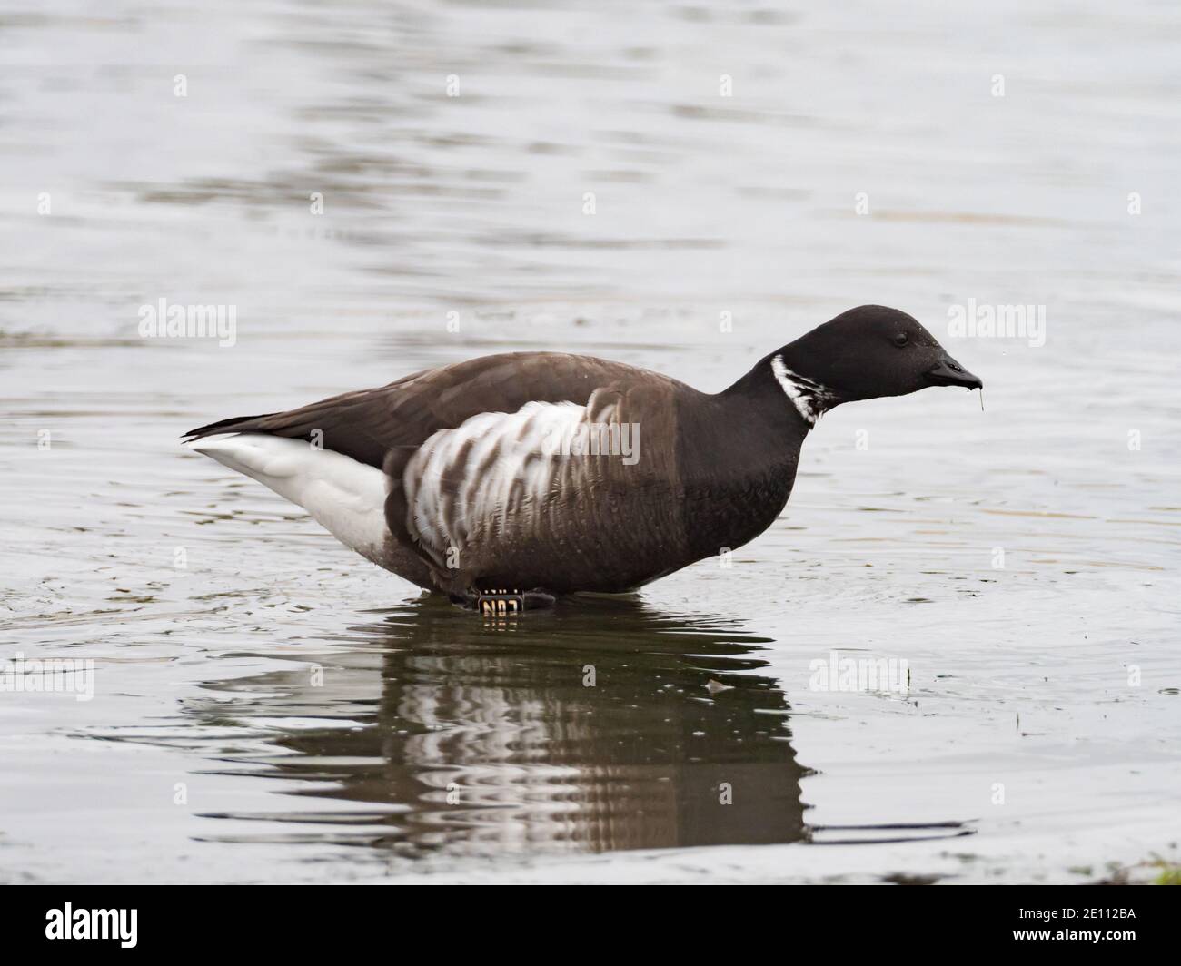 Black brant goose hi-res stock photography and images - Alamy