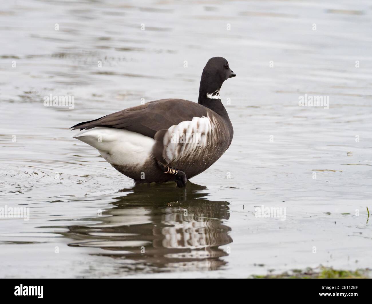 Black brant goose hi-res stock photography and images - Alamy