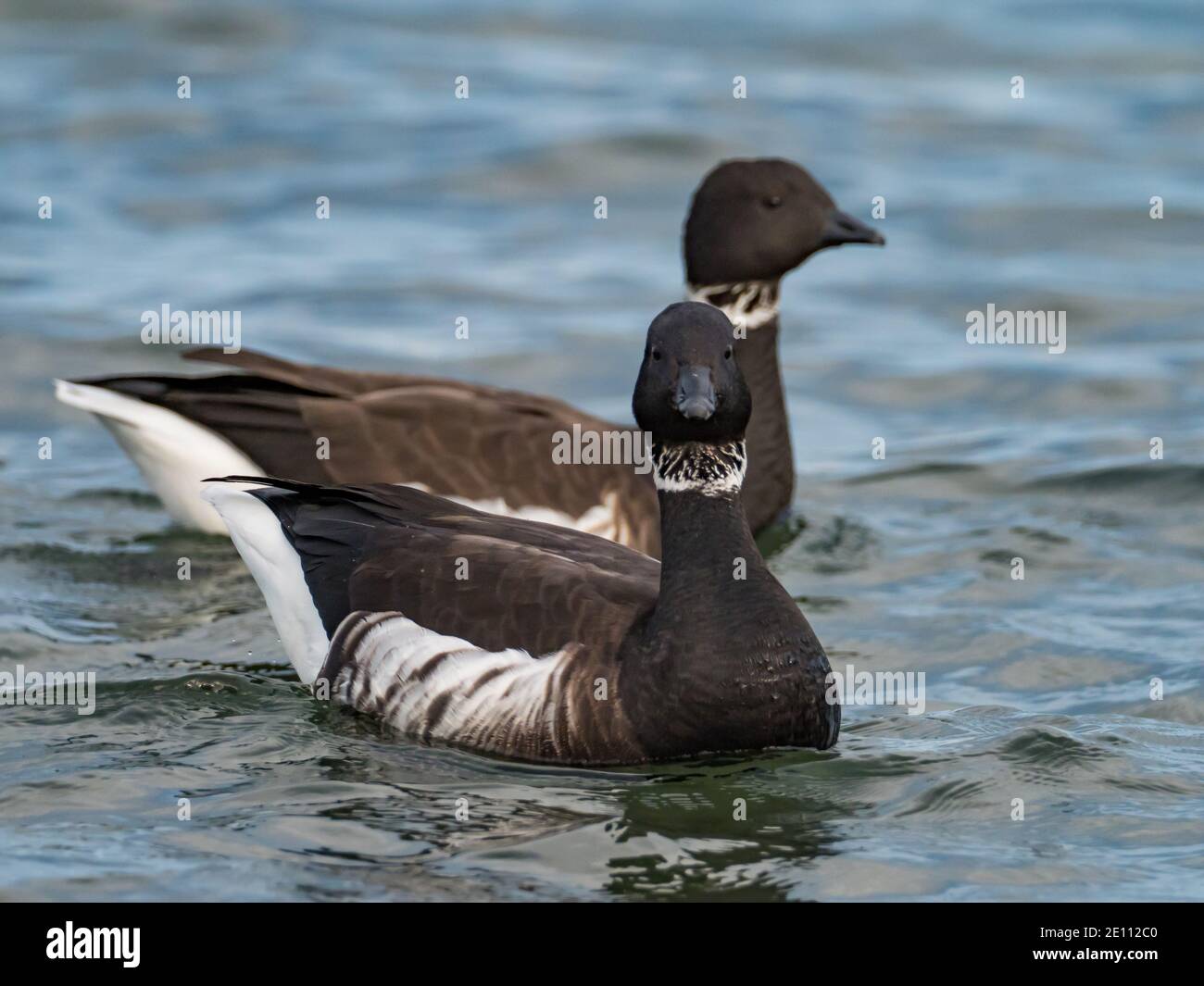 Brant goose eelgrass hi-res stock photography and images - Alamy