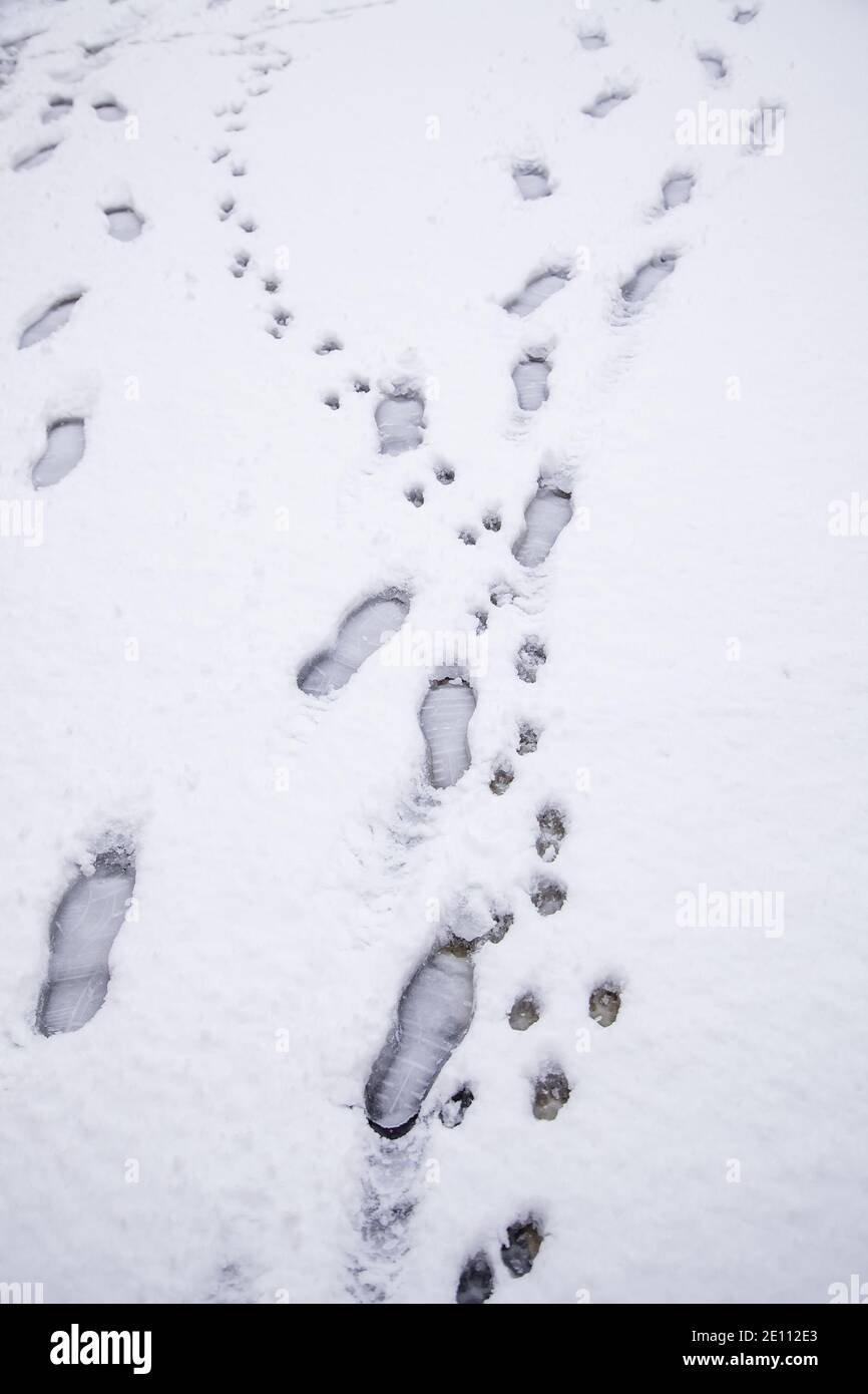 Bigfoot Footprints In Snow