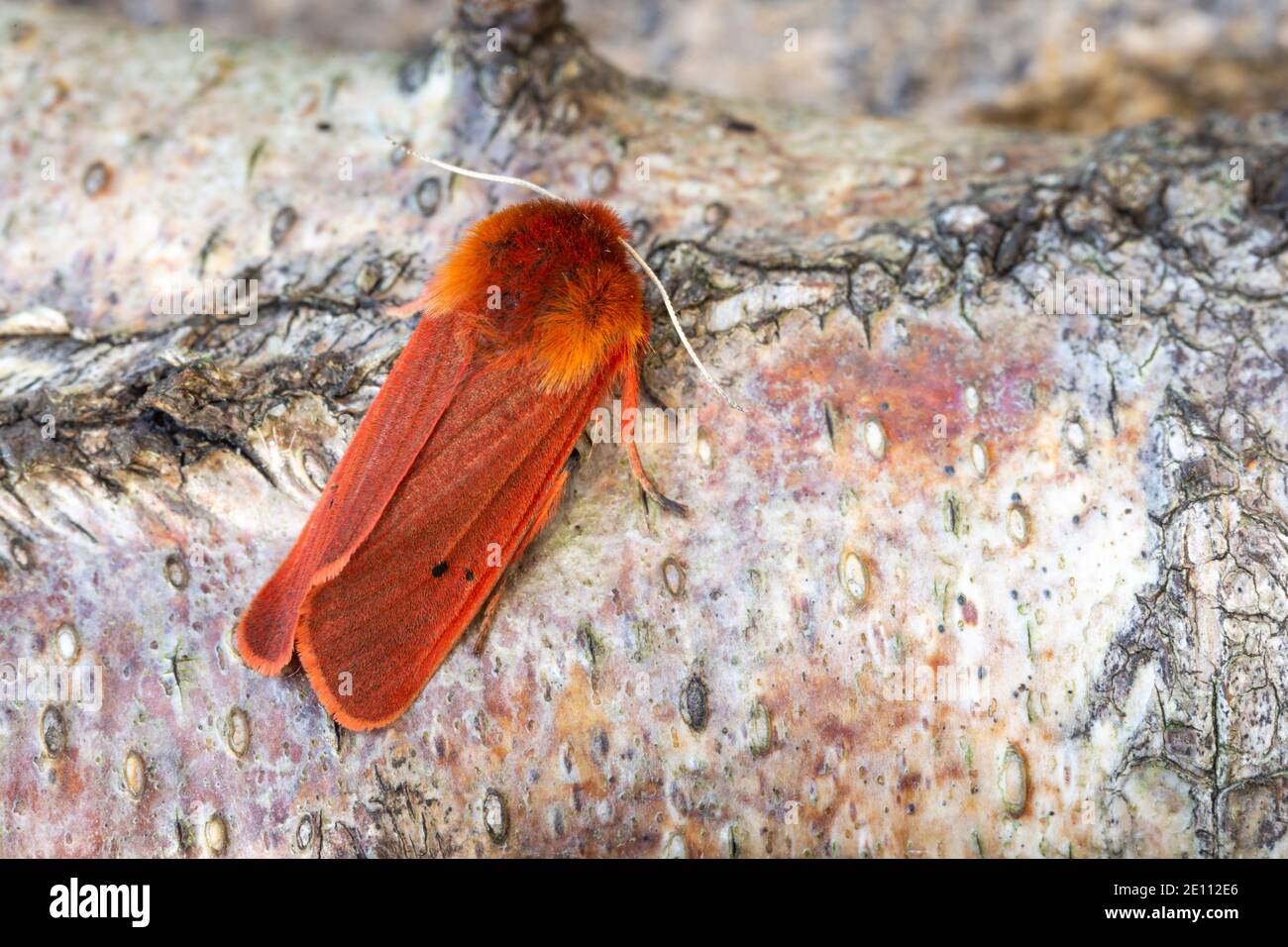 Ruby tiger Phragmatobia fuliginosa, imago roosting on branch, Weston-Super-Mare, Somerset, UK ...