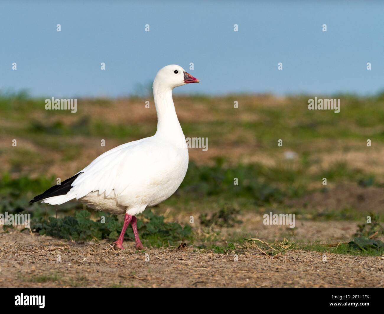 Ross's goose, Anser rossii, a rare goose in San Diego, California, USA ...