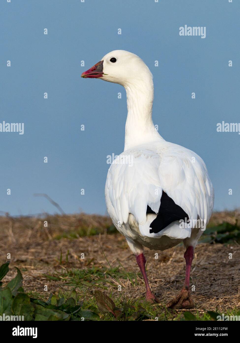 Ross's goose, Anser rossii, a rare goose in San Diego, California, USA ...