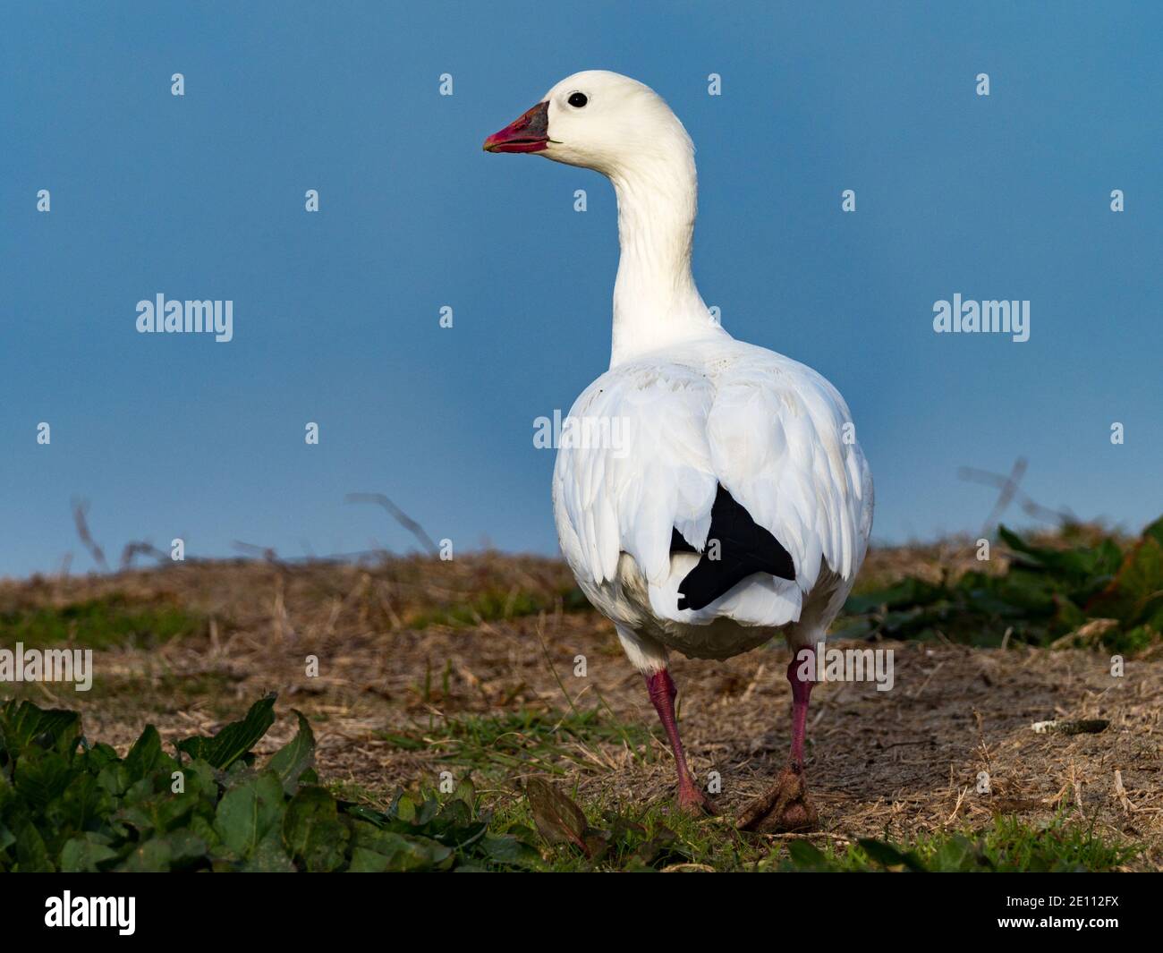 Ross's goose, Anser rossii, a rare goose in San Diego, California, USA ...