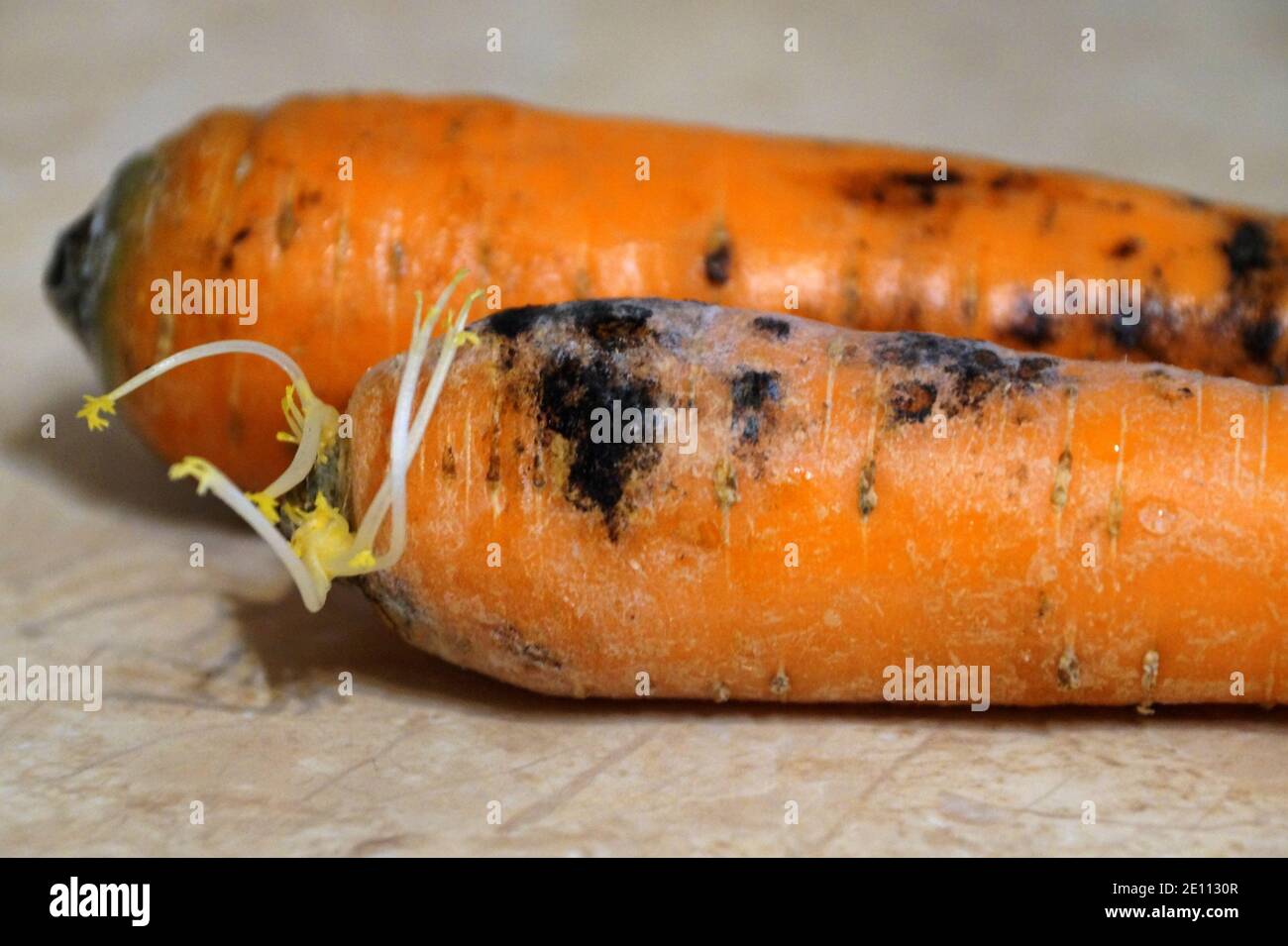 Rotten carrots hi-res stock photography and images - Alamy