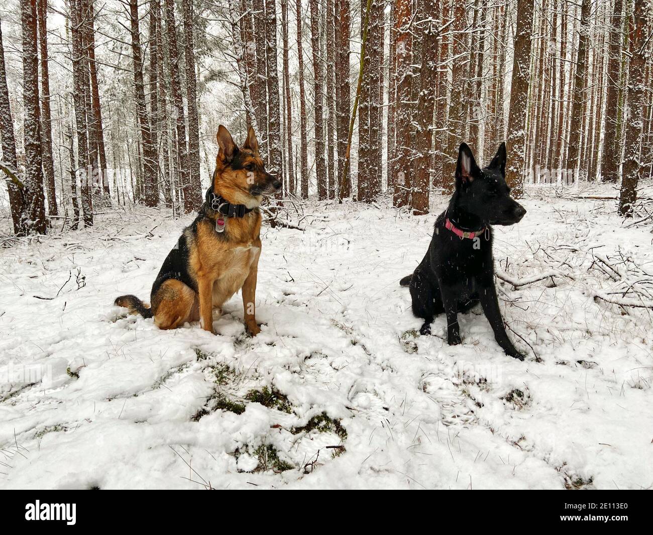 German shepherds forest hi-res stock photography and images - Alamy