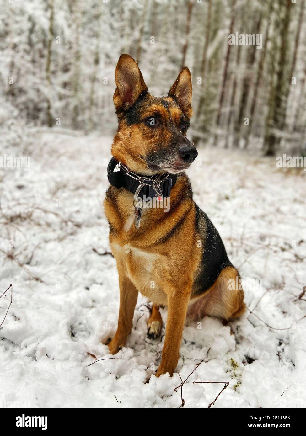 Yellow Lab German Shepherd Mix Black Lab German Shepherd Mix: The