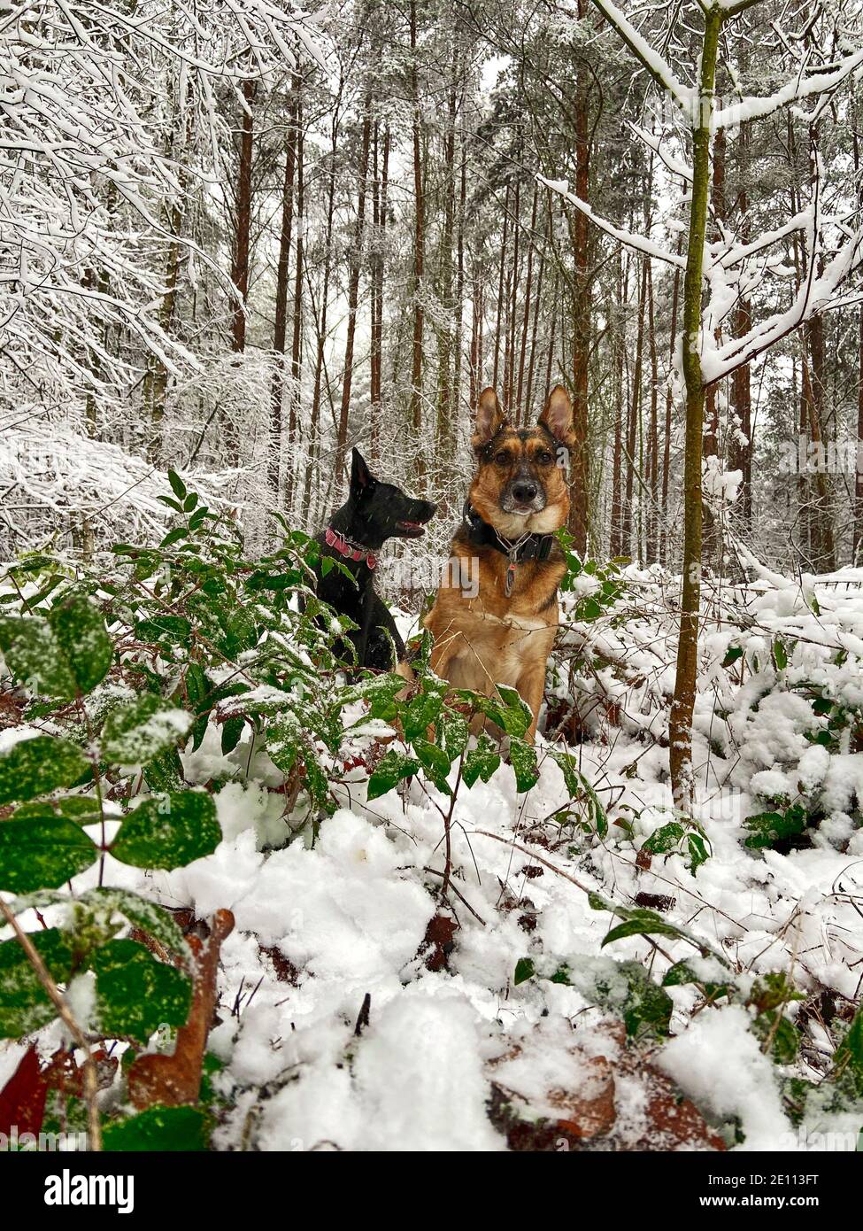German shepard in forest hi-res stock photography and images - Alamy