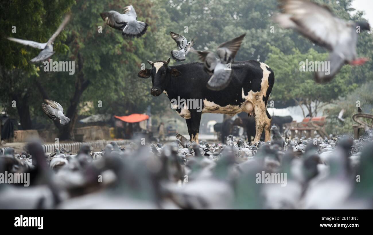 Stray pigeon hi-res stock photography and images - Alamy