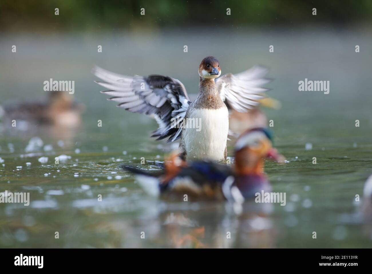 Smew flying hi-res stock photography and images - Alamy