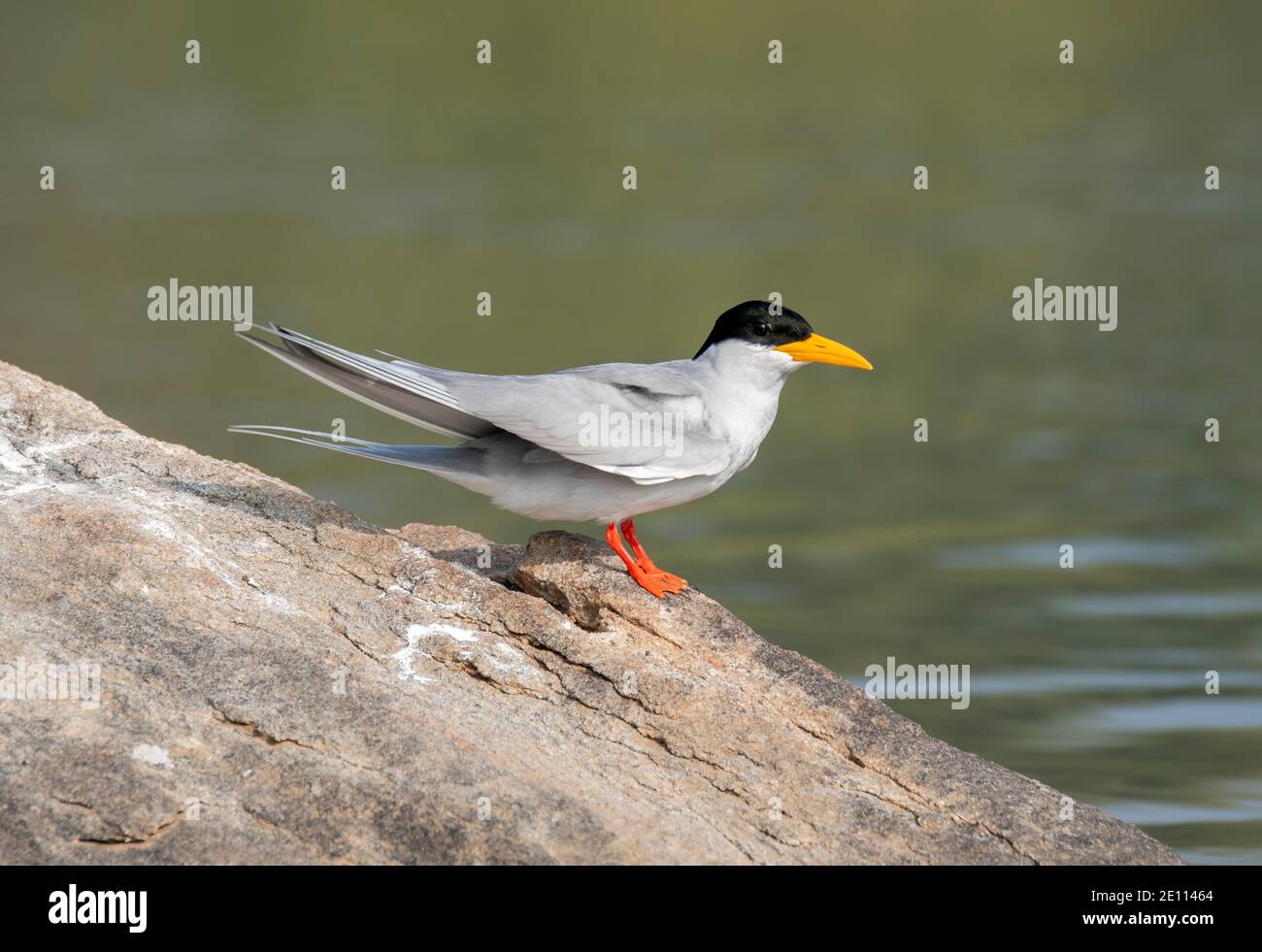 Sterna aurantia hi-res stock photography and images - Alamy