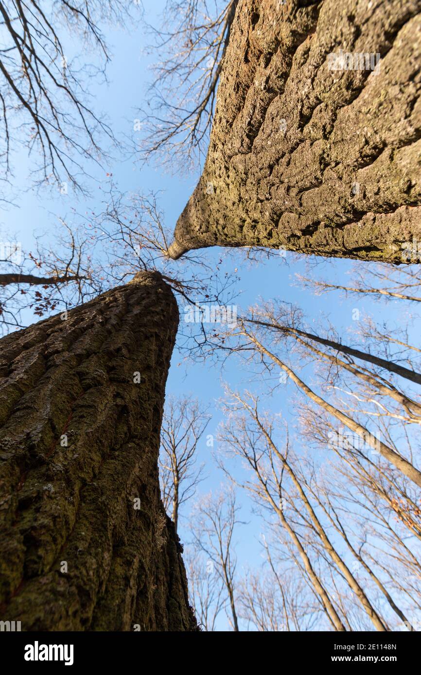 Bottom view from a oak trees in winter Stock Photo - Alamy