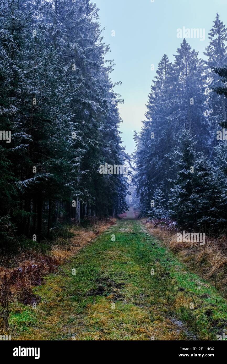 Hiking trail in forest at winter time. Tree covered with frost. Nobody ...