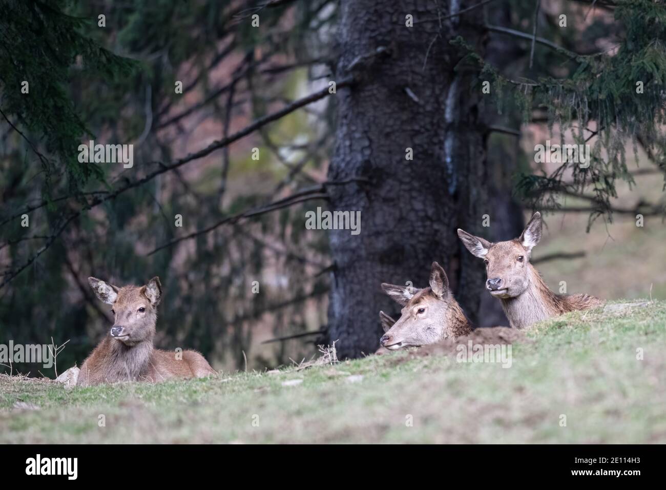 Carpathian Red Deer Stag and Red Deer Doe Stock Photo - Alamy