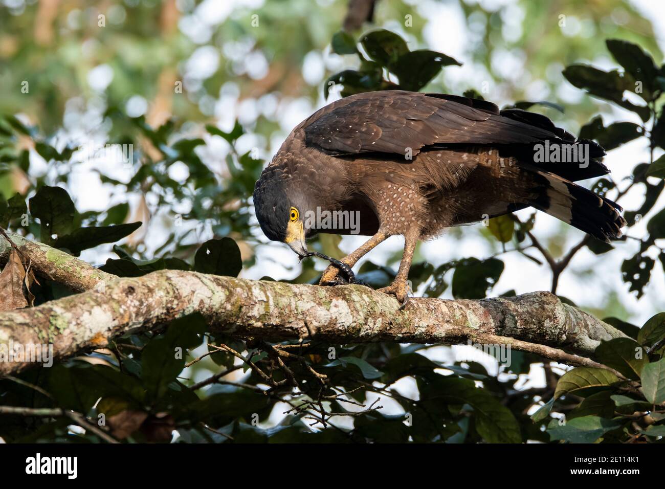 Bird eating scorpion hi-res stock photography and images - Alamy