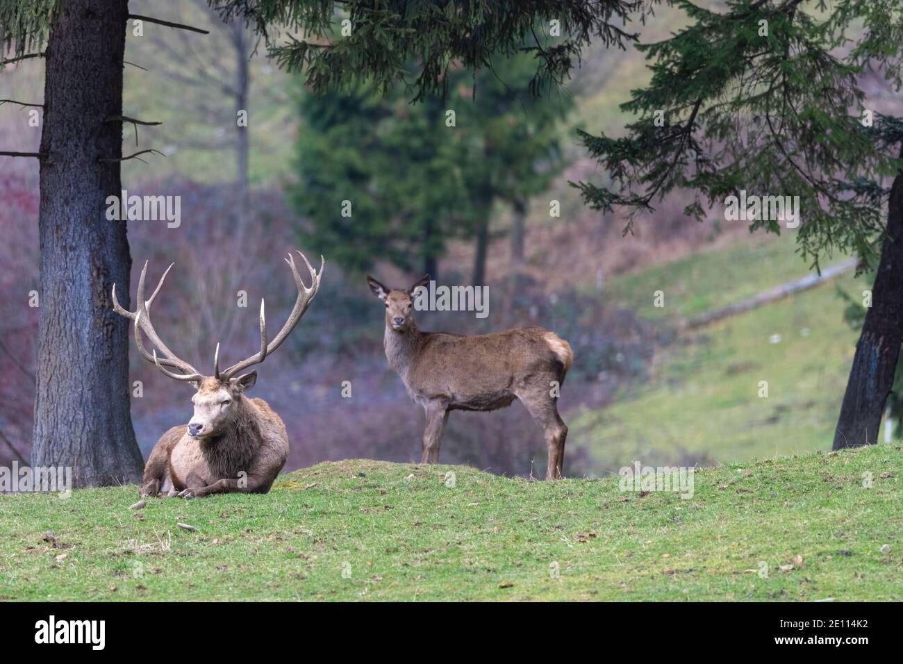 Carpathian Red Deer Stag and Red Deer Doe Stock Photo - Alamy