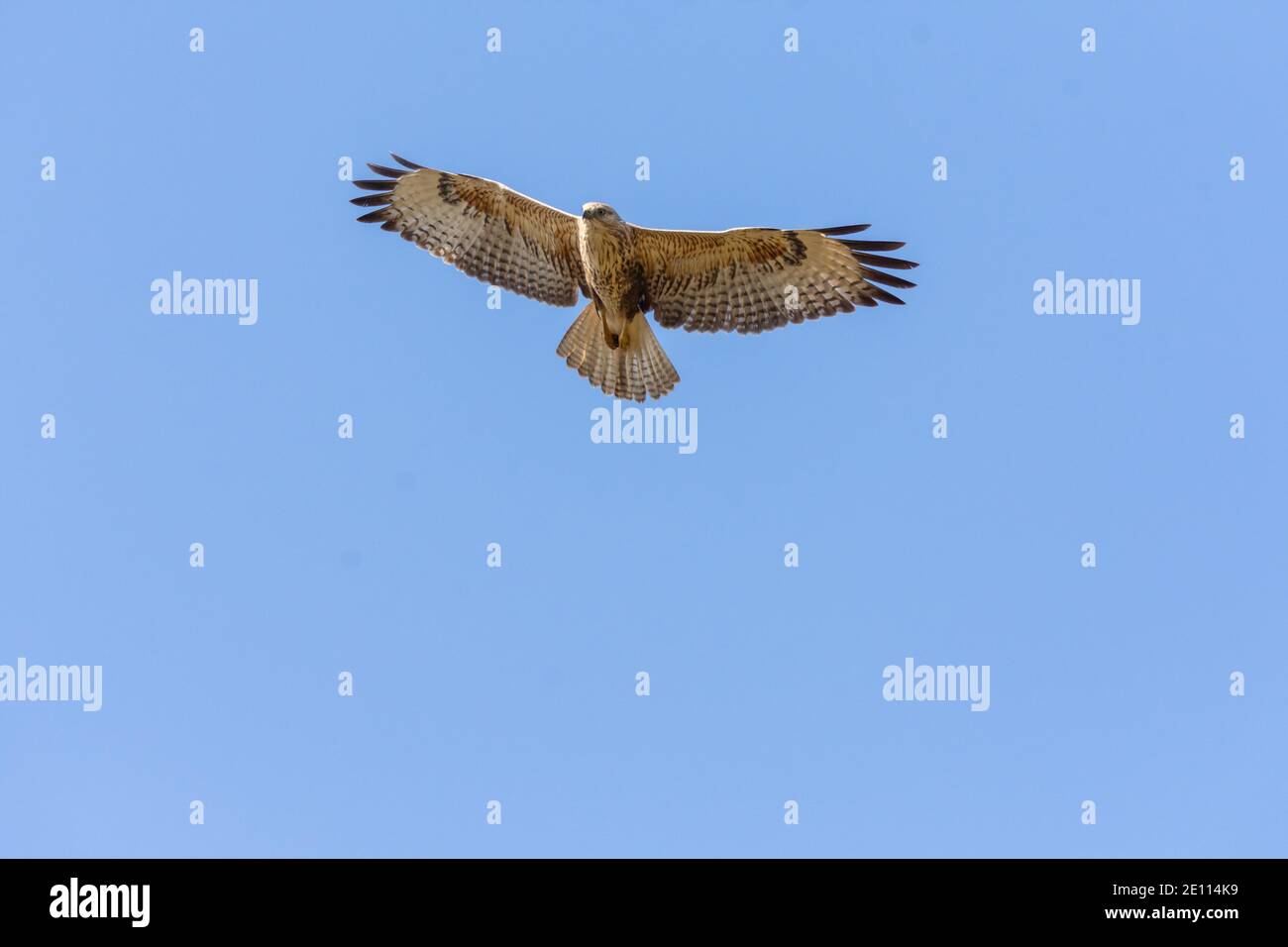 common buzzard, Steppe Buzzard Stock Photo - Alamy