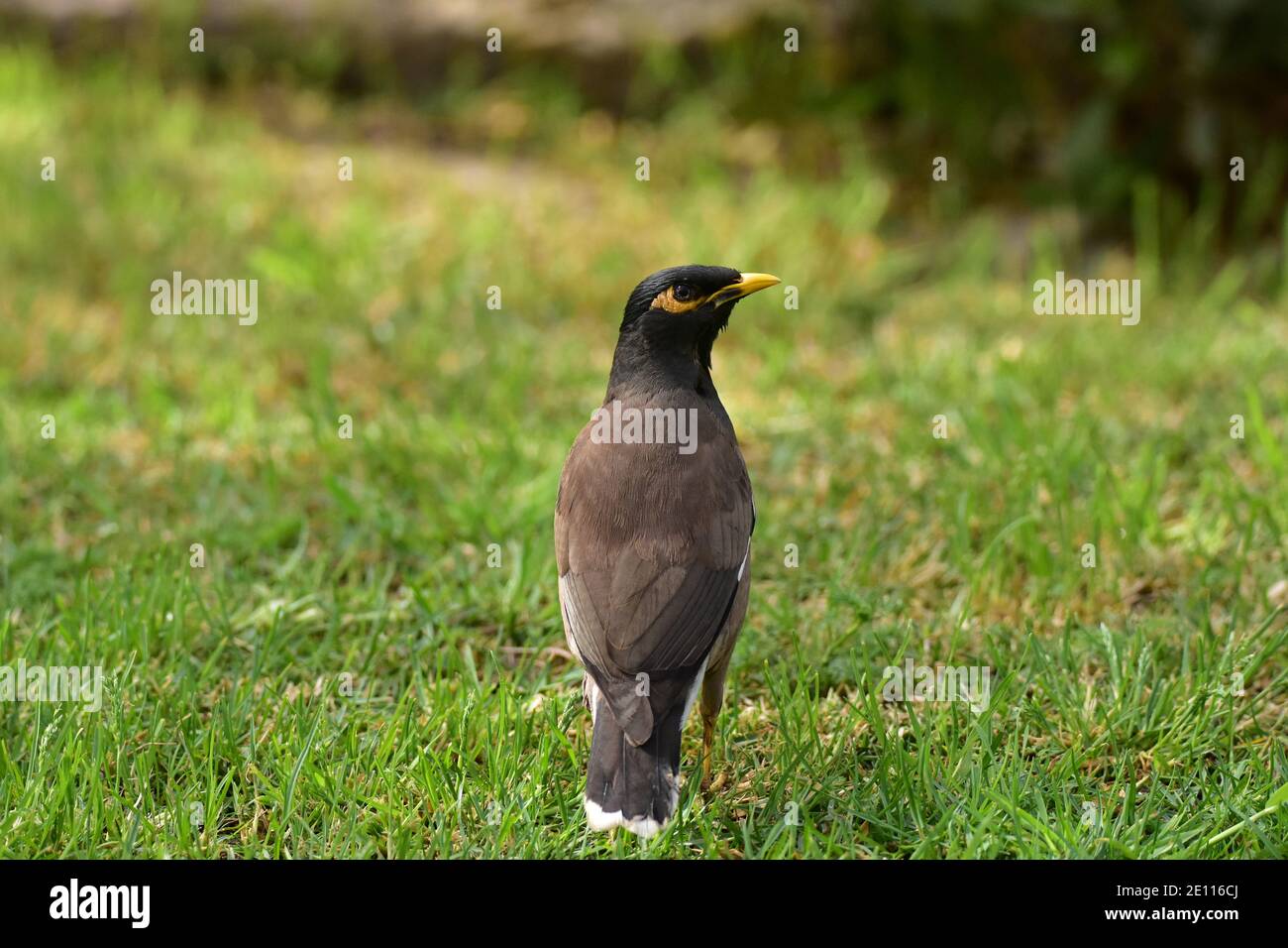Myna closeup hi-res stock photography and images - Alamy