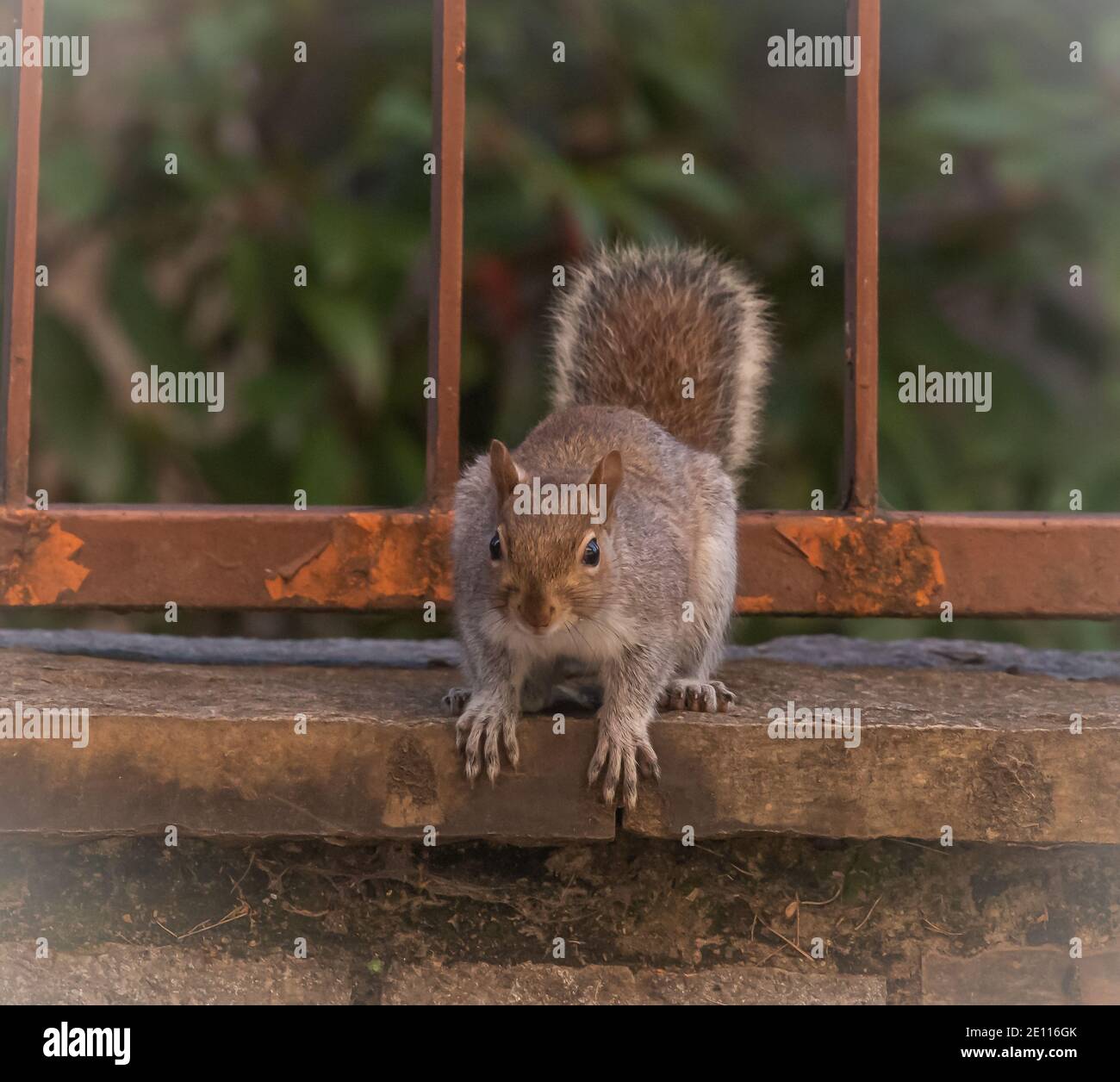 Squirrel jumping from tree tree hi-res stock photography and images - Alamy