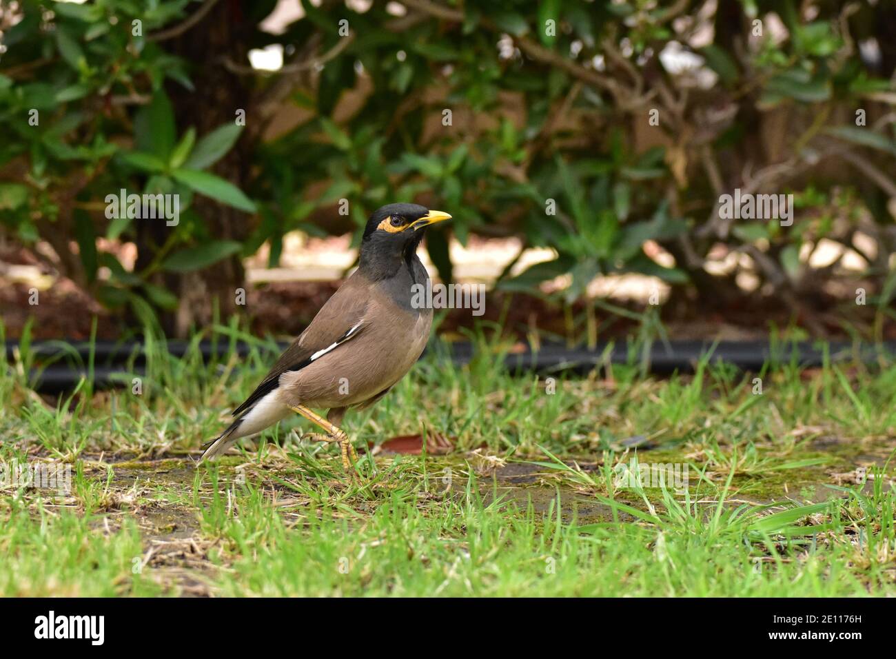 Myna closeup hi-res stock photography and images - Alamy