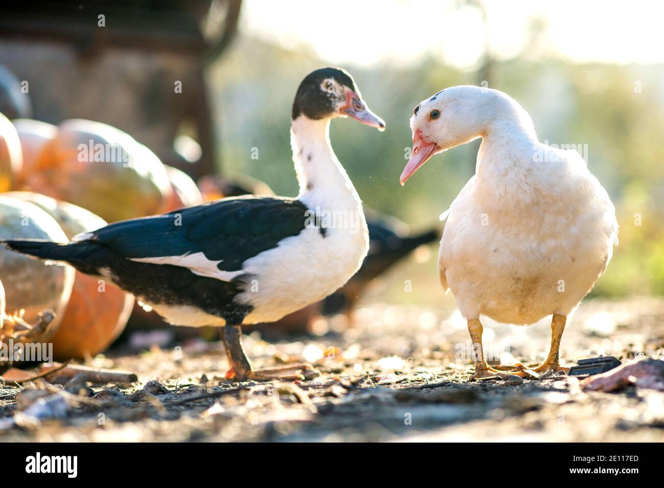 Ducks feed on traditional rural barnyard. Detail of a duck head. Close ...