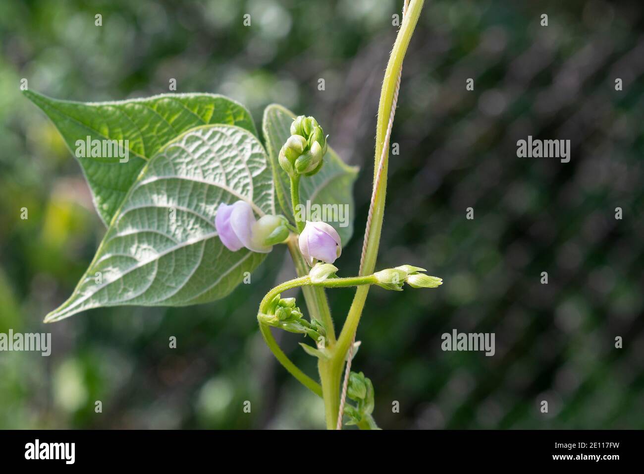 Bean stalks hi-res stock photography and images - Alamy