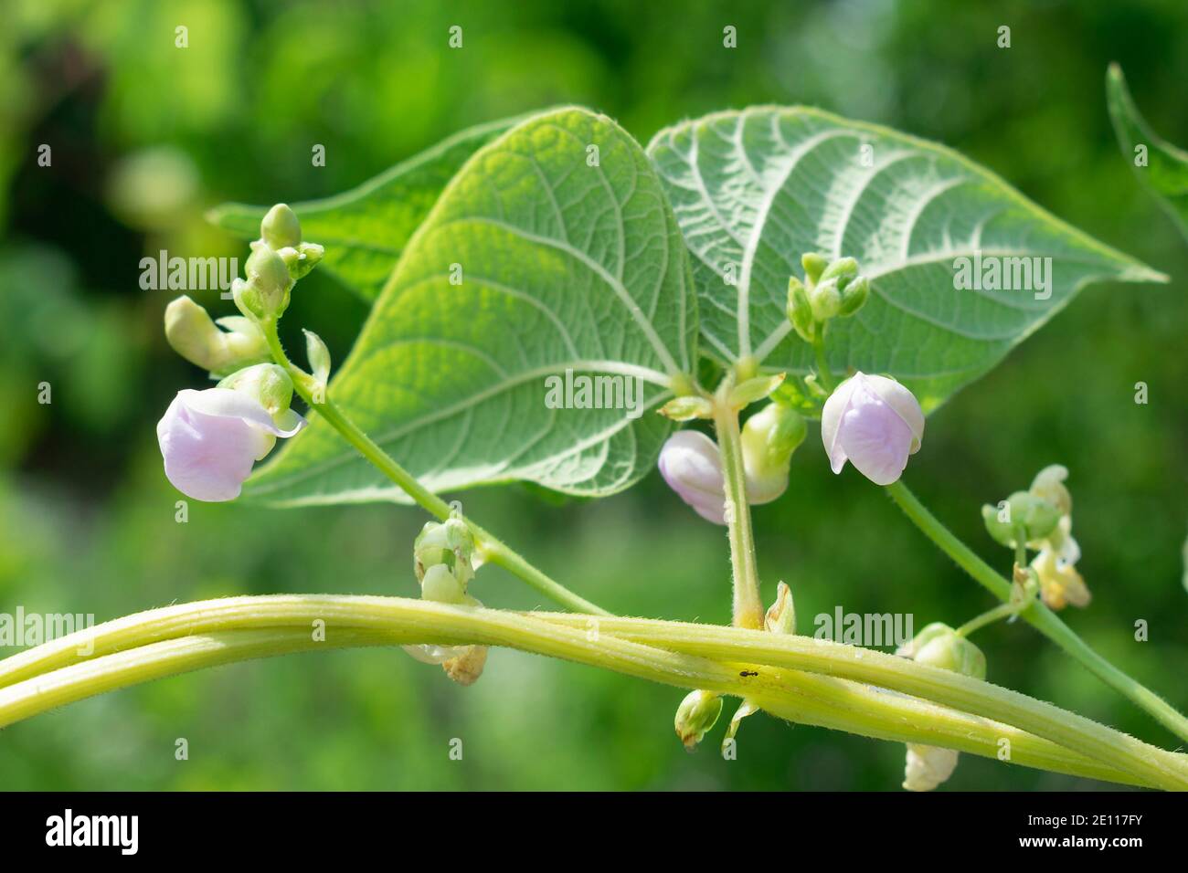 Green Bean Flower Plant High Resolution Stock Photography and Images ...