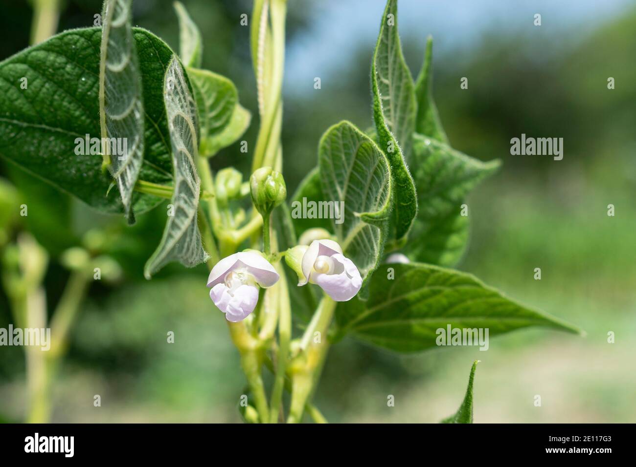 Green bean flower plant hi-res stock photography and images - Alamy