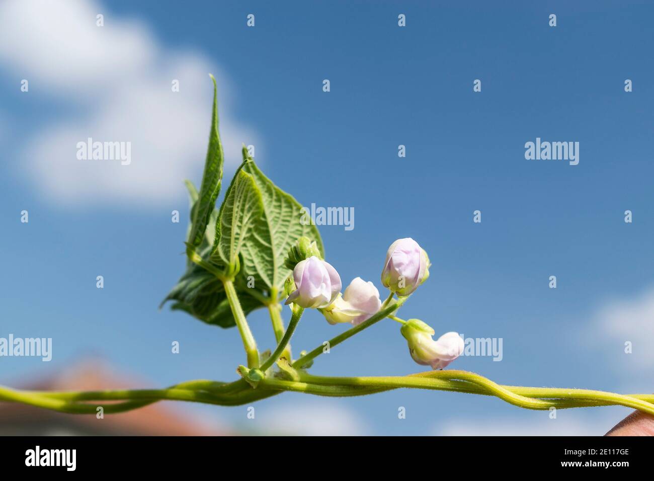 Bean stalks hi-res stock photography and images - Alamy