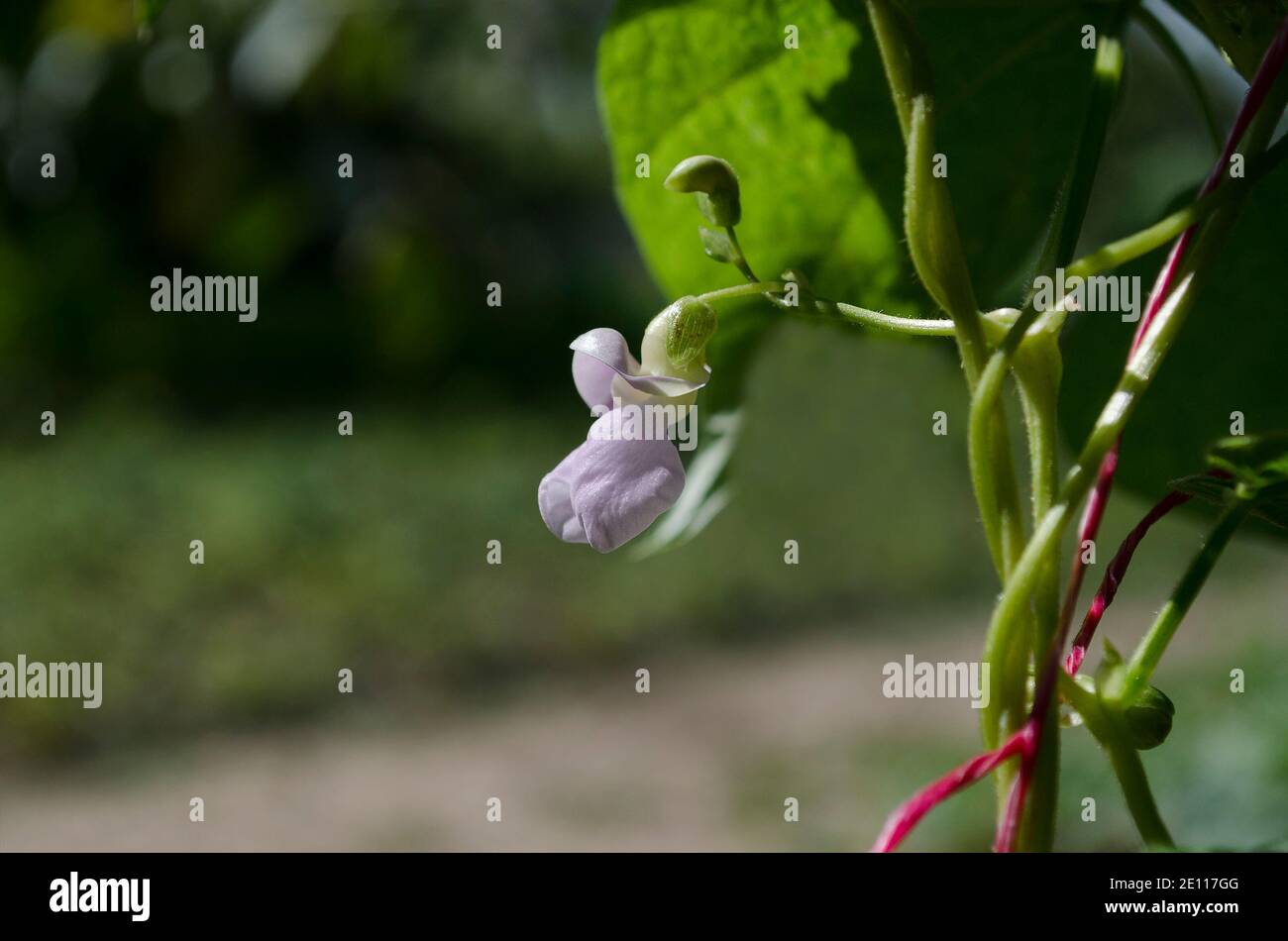 Green bean flower plant hi-res stock photography and images - Alamy