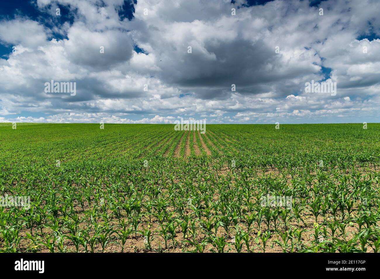 Corn green natural field summer hi-res stock photography and images - Alamy