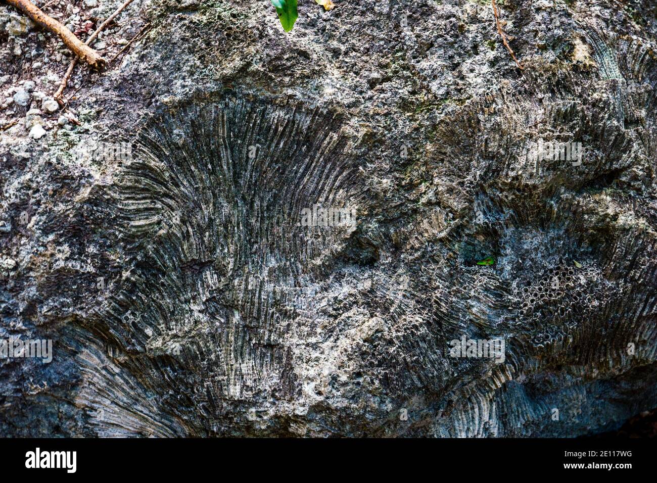 Closeup of coral rock slab at Dagny Johnson Key Largo Hammock Botanical ...