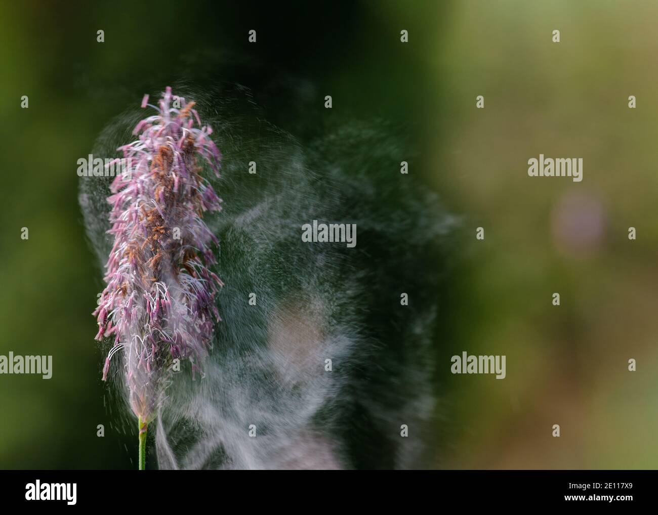 Pollen count, Grasses pollen flying, foxtail pollen flying ...