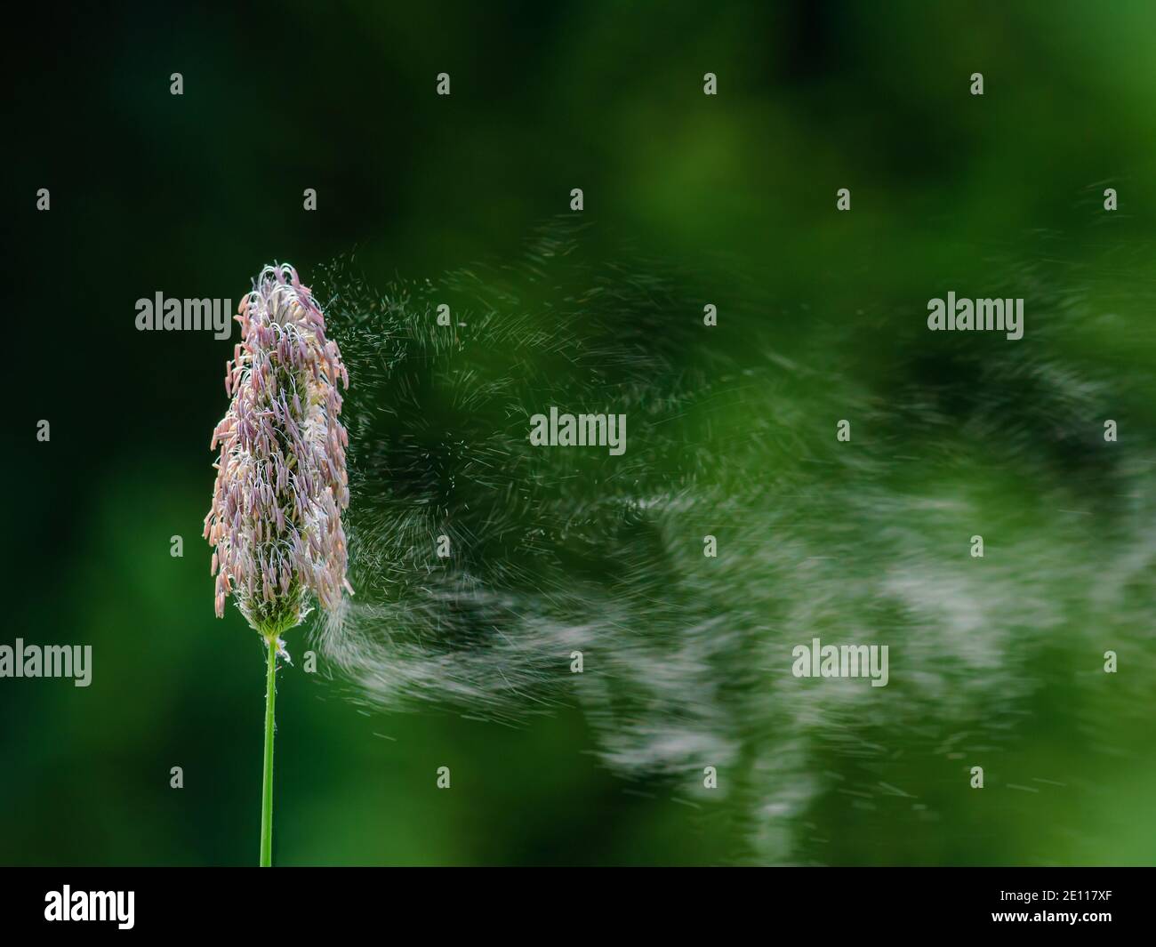 Grasses pollen flying, foxtail pollen flying Stock Photo - Alamy