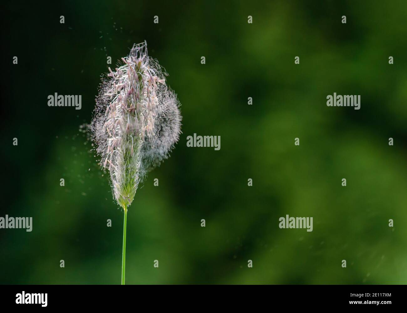 Wind pollination grasses hi-res stock photography and images - Alamy