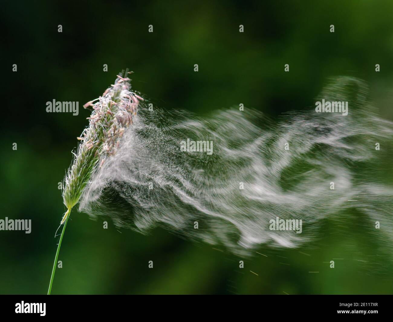 Pollen flight calendar hi-res stock photography and images - Alamy