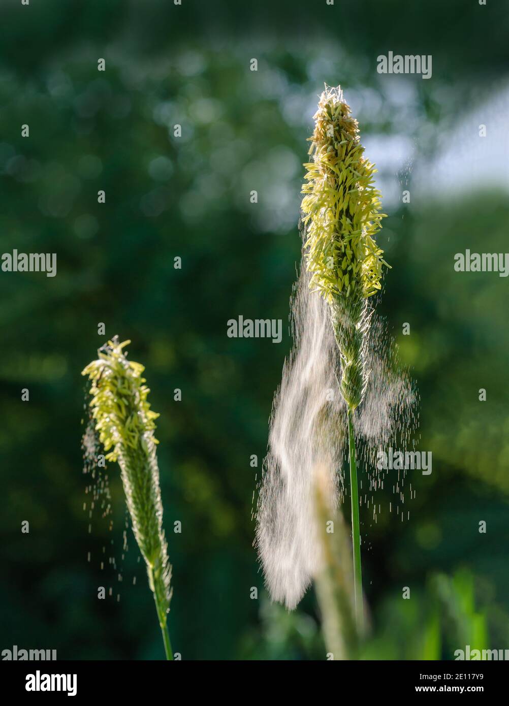 Grasses pollen flying, foxtail pollen flying, Gräserpollenflug ...