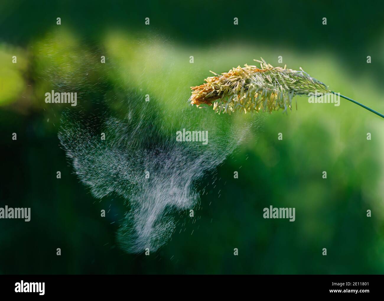 Grasses pollen flying, foxtail pollen flying Stock Photo - Alamy