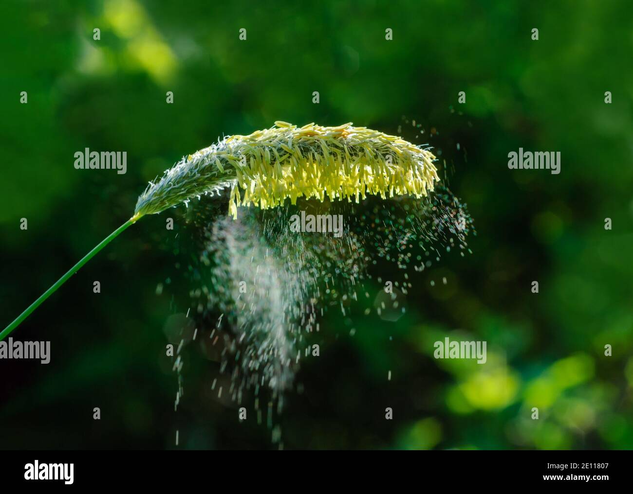 Grasses pollen flying, foxtail pollen flying Stock Photo - Alamy