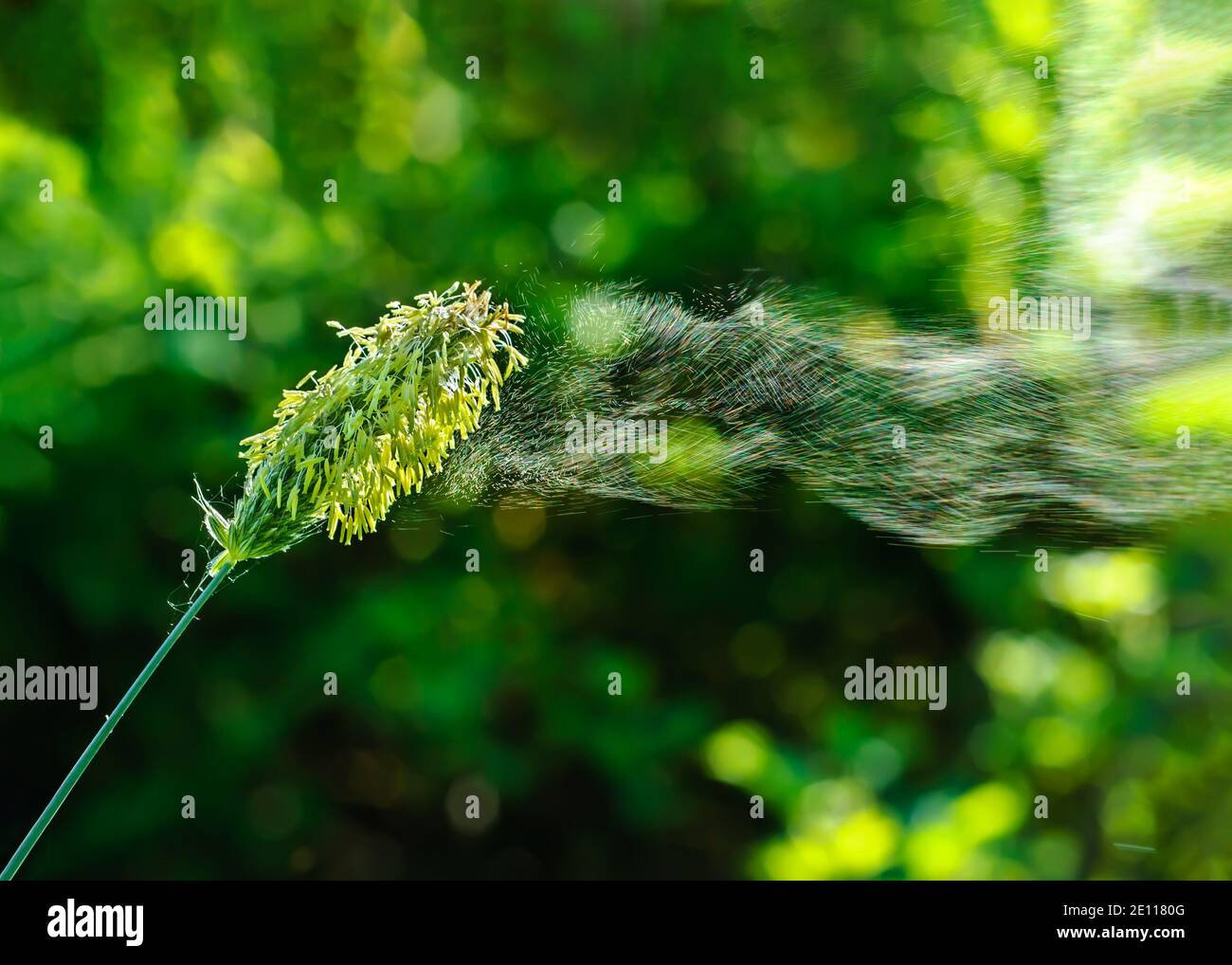 Grasses pollen flying, Foxtail pollen flying, Grass Pollenless, Flying ...