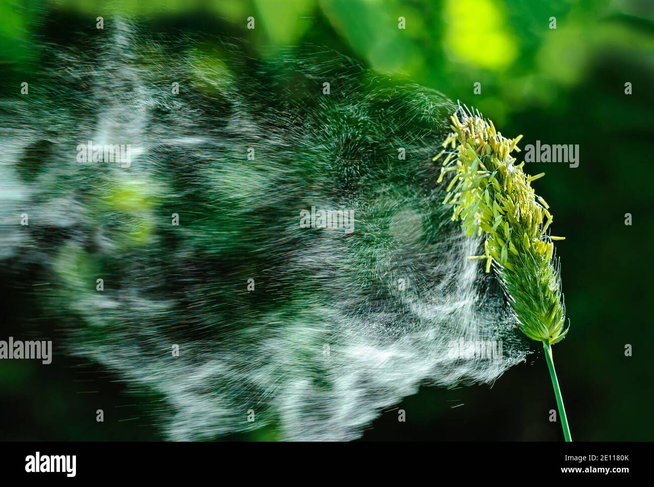 Grasses pollen flying, Foxtail pollen flying, Grass Pollenless, Flying ...