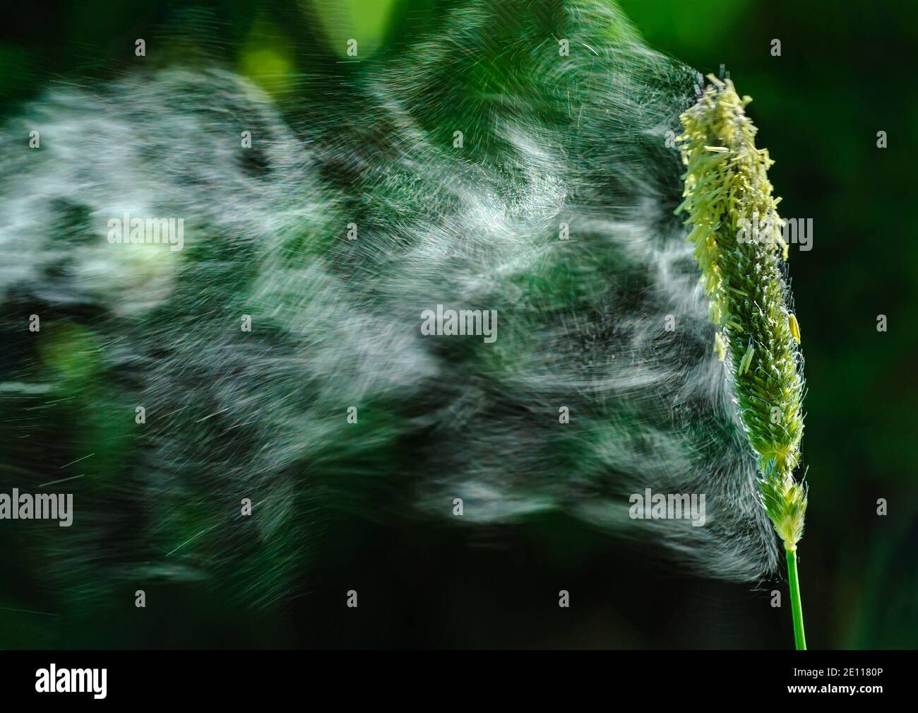 Wind pollination grasses hi-res stock photography and images - Alamy