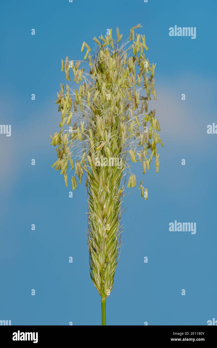 Grasses pollen flying, foxtail pollen flying Stock Photo - Alamy
