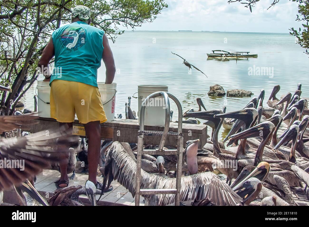 Animal technician feeds the pelicans at the Laura Quinn Wild Bird ...