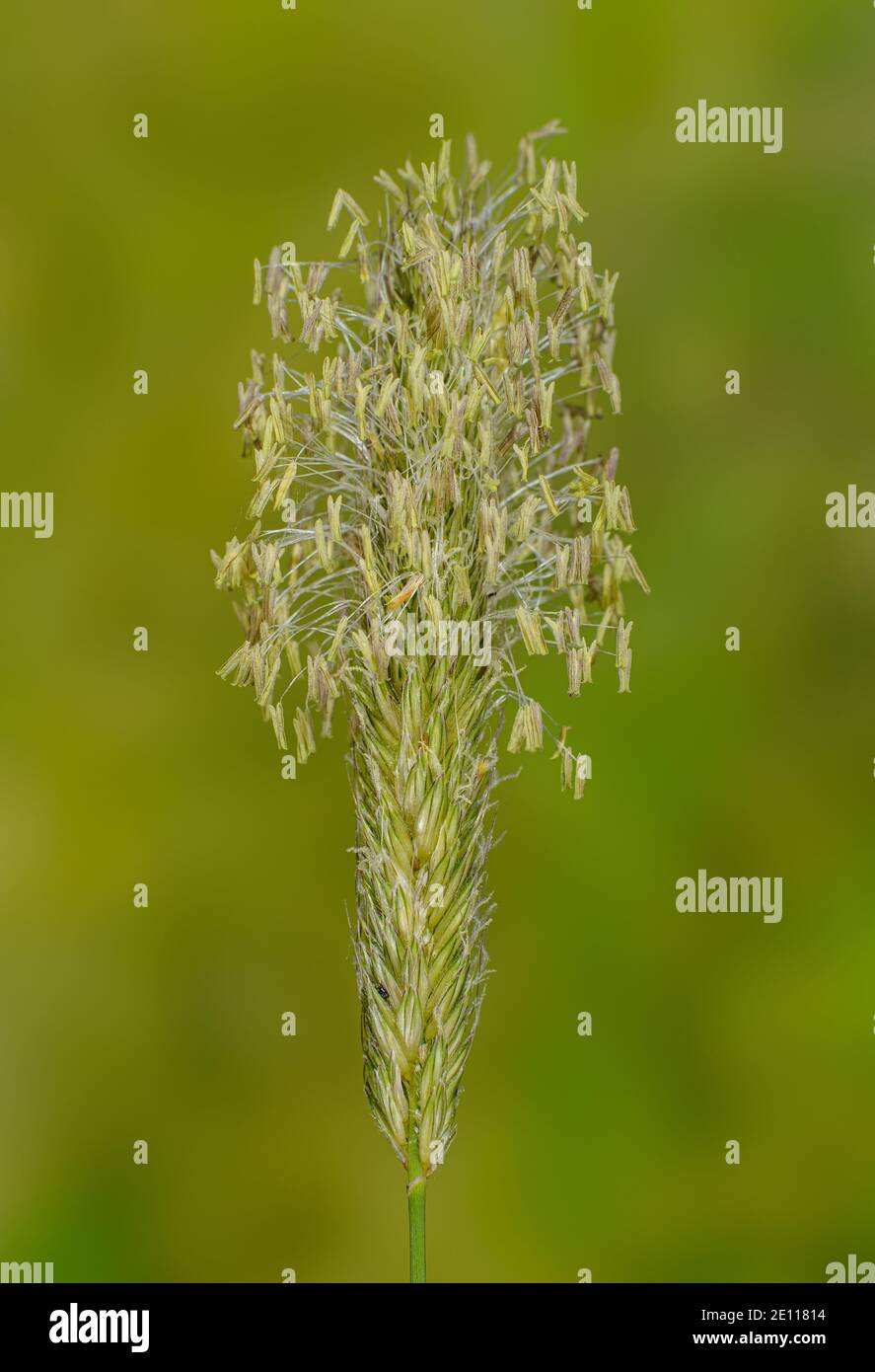 Grasses pollen flying, foxtail pollen flying, blühendes Gras, Grasblüte ...