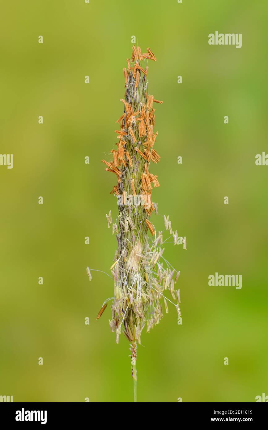 Grasses pollen flying, foxtail pollen, blühendes Gras, Grasblüte mit ...