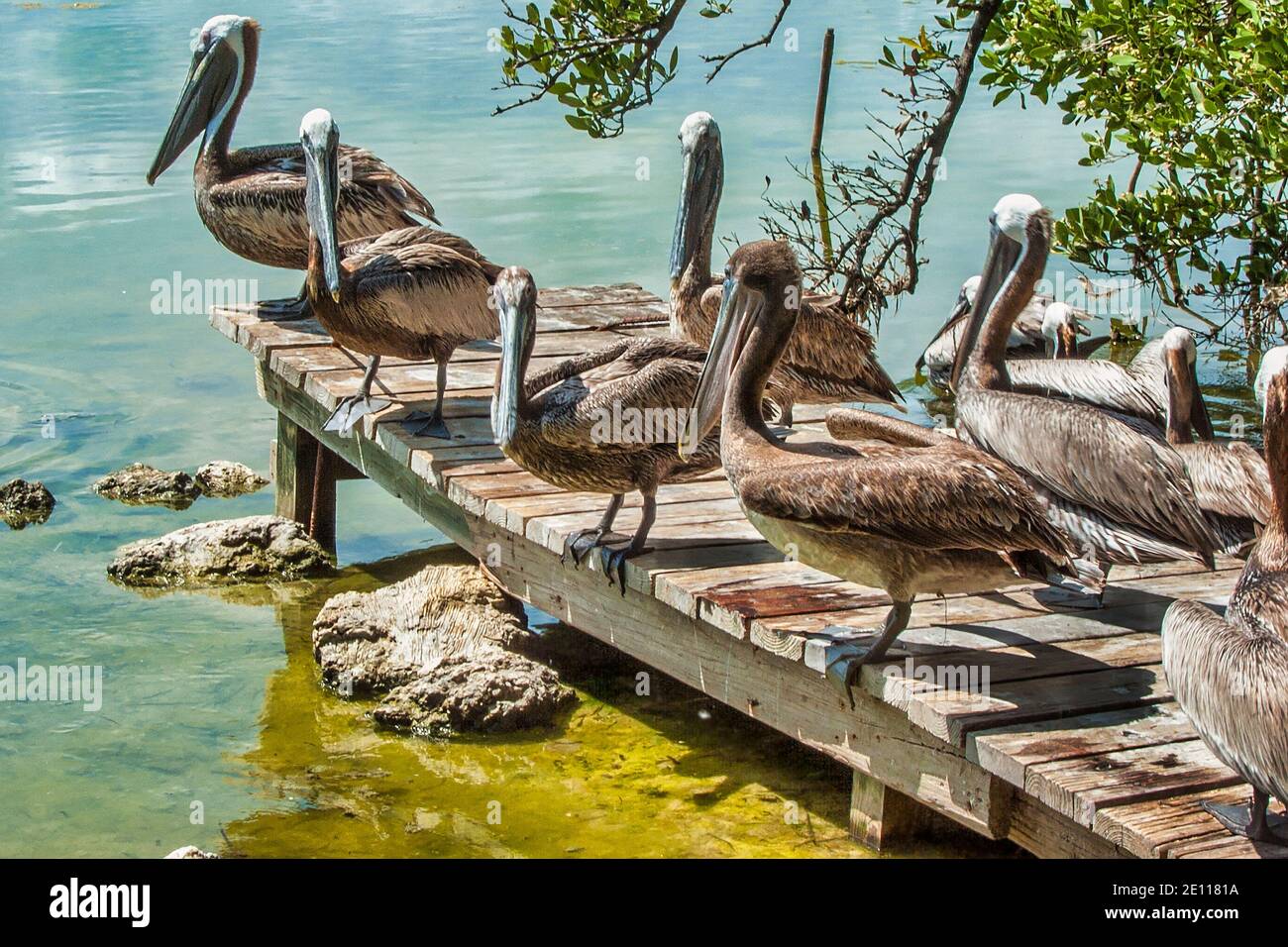 Pelicans at feeding time at the Laura Quinn Wild Bird Sanctuary on Key Largo in the Florida Keys ...