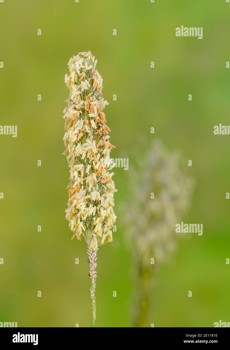 Grasses pollen flying, foxtail pollen flying Stock Photo - Alamy