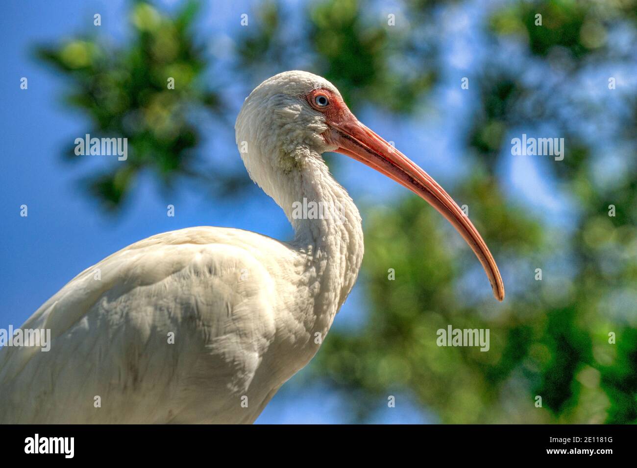 White Ibis at the Laura Quinn Wild Bird Sanctuary on Key Largo in the Florida Keys Stock Photo ...